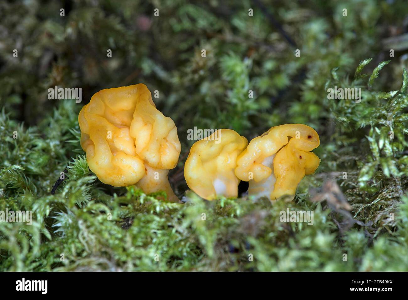 Yellow earth tongue (Spathularia flavida), Valais, Switzerland Stock ...