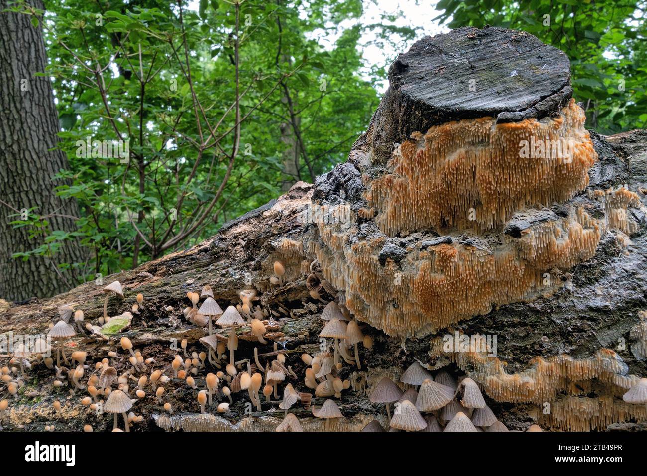 Coprinellus disseminatus, formerly known as Coprinus disseminatus and ...