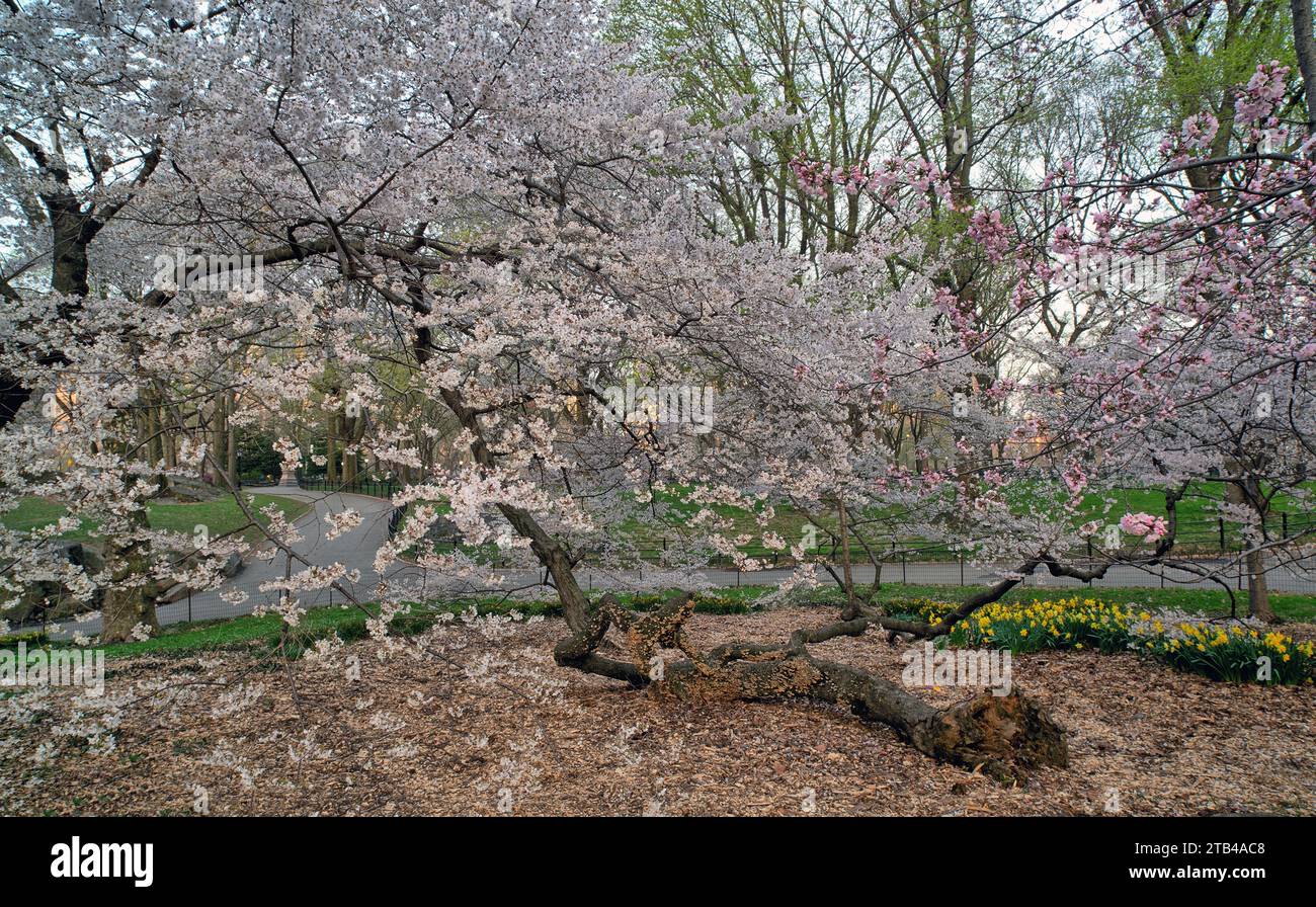 Malus coronaria, also known by the names sweet crabapple or garland ...