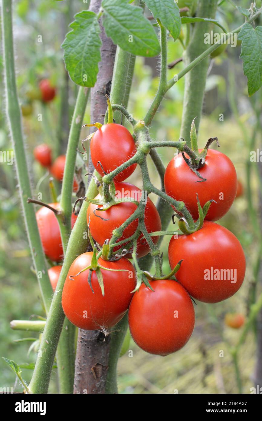 Tomatoes are grown in open organic soil Stock Photo - Alamy