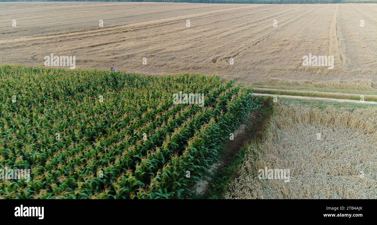 Drone shot corn field row hi-res stock photography and images - Alamy