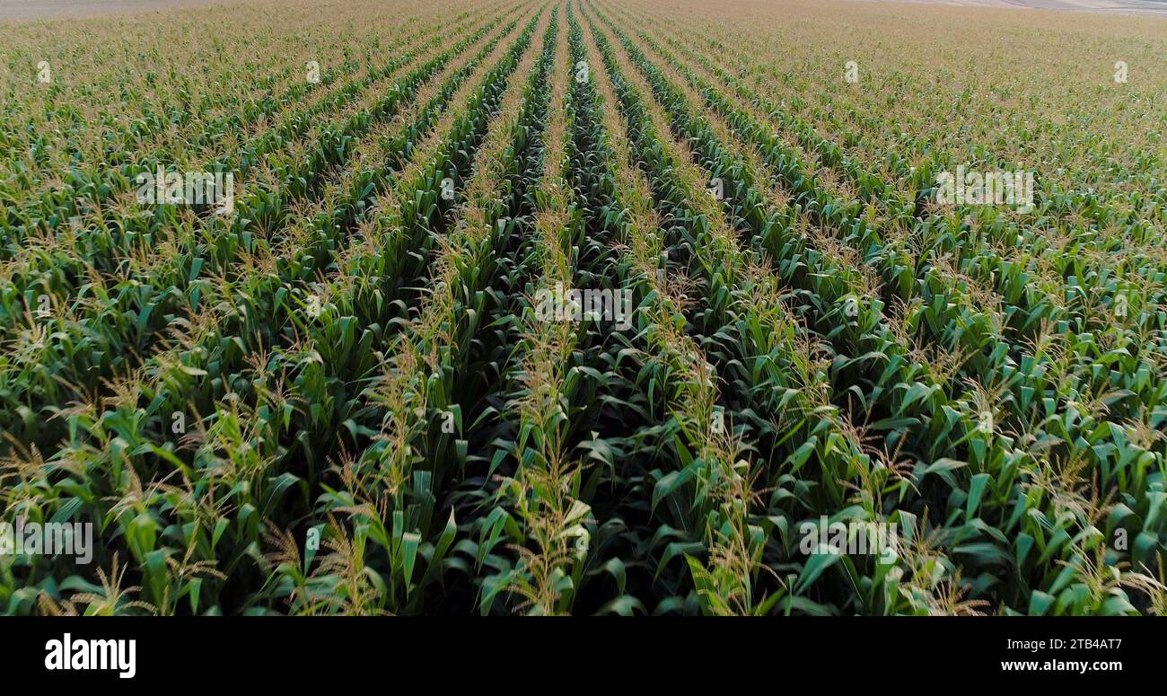 Drone shot corn field row hi-res stock photography and images - Alamy