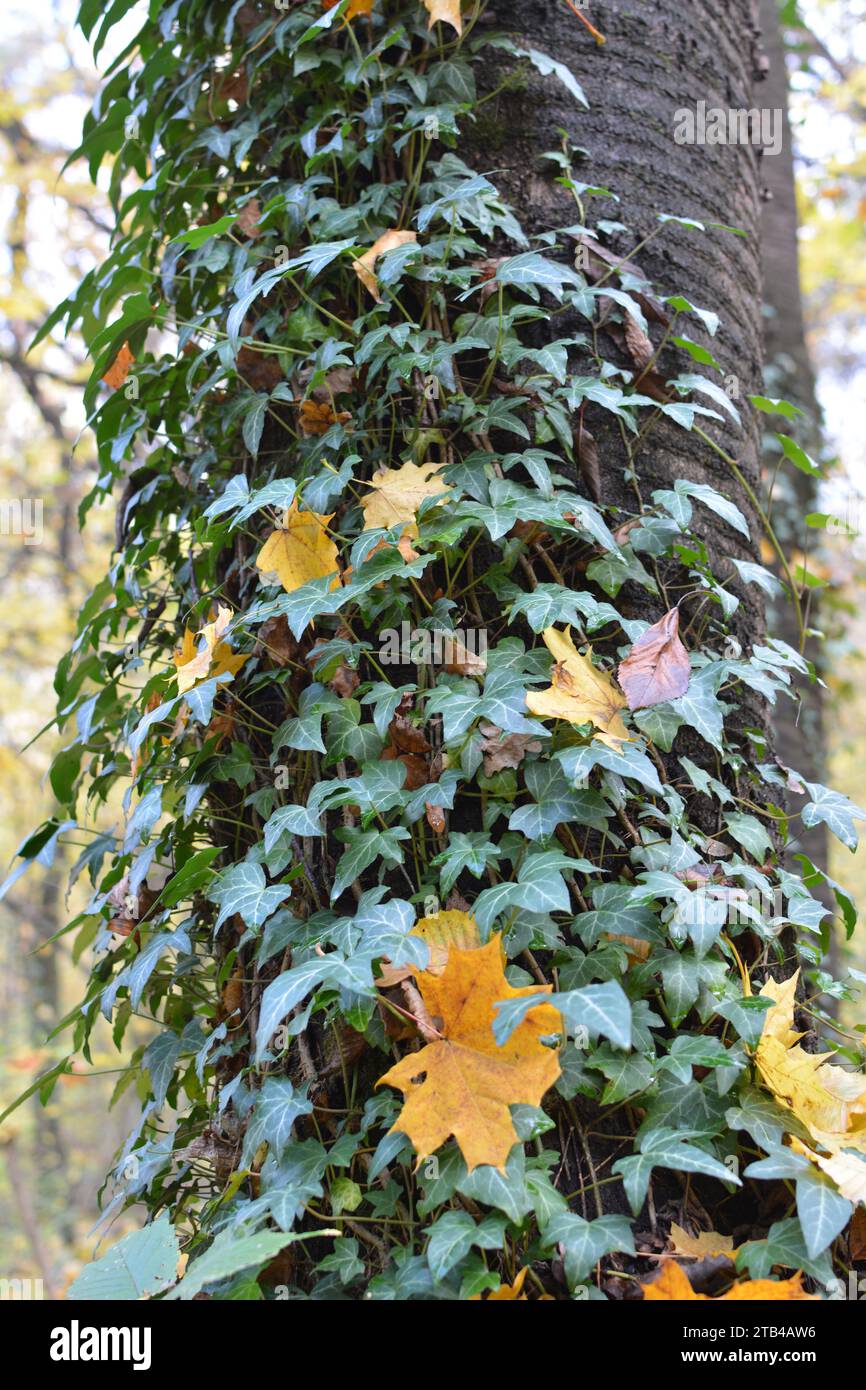 Green helix hi-res stock photography and images - Alamy