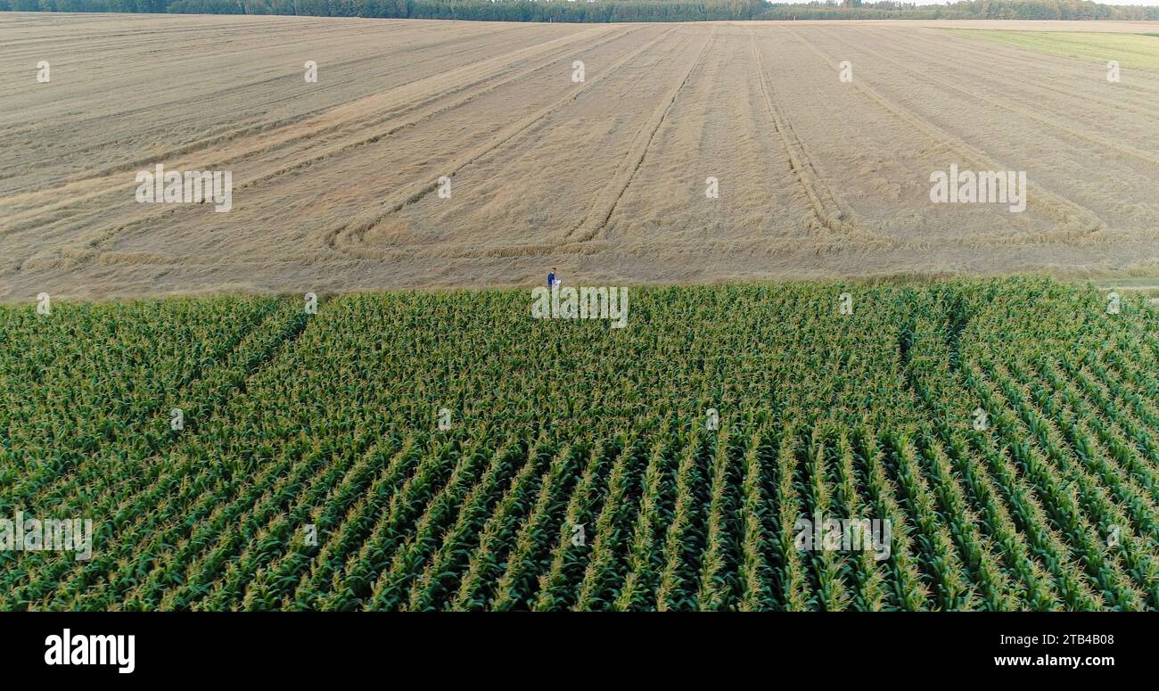 Drone shot corn field row hi-res stock photography and images - Alamy