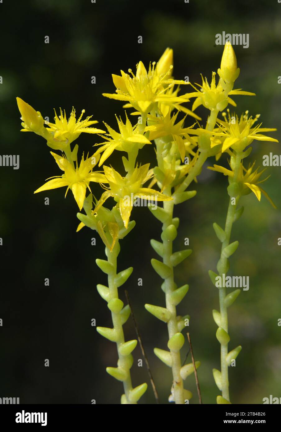 In the wild stonecrop (Sedum acre) grows on rocky soils Stock Photo - Alamy