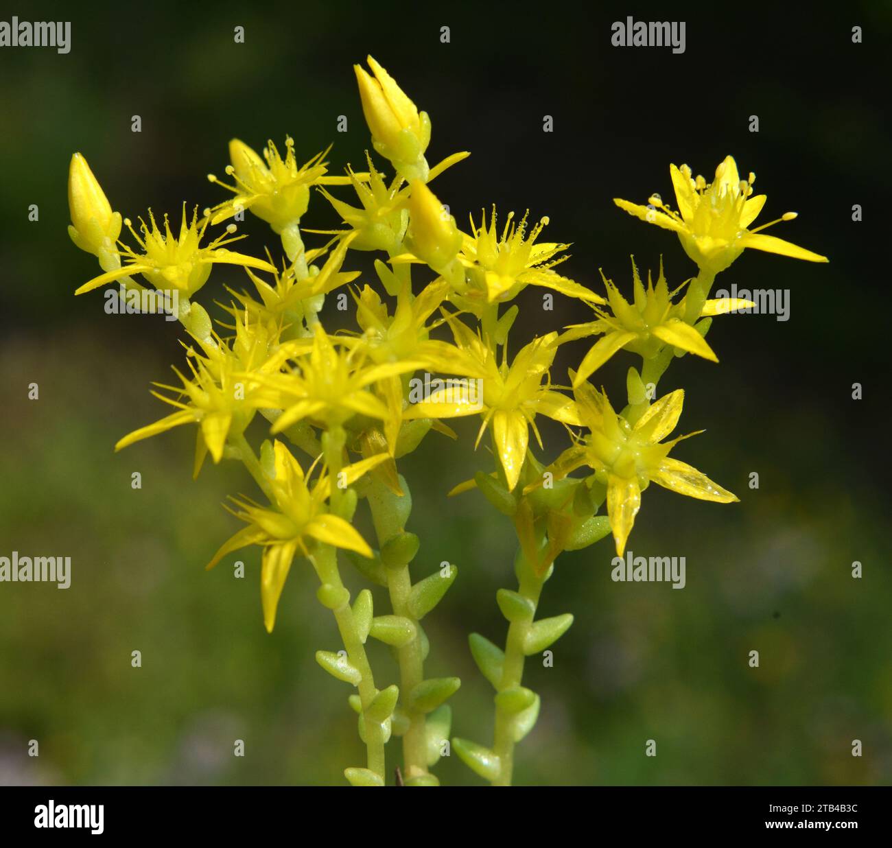 In the wild stonecrop (Sedum acre) grows on rocky soils Stock Photo - Alamy