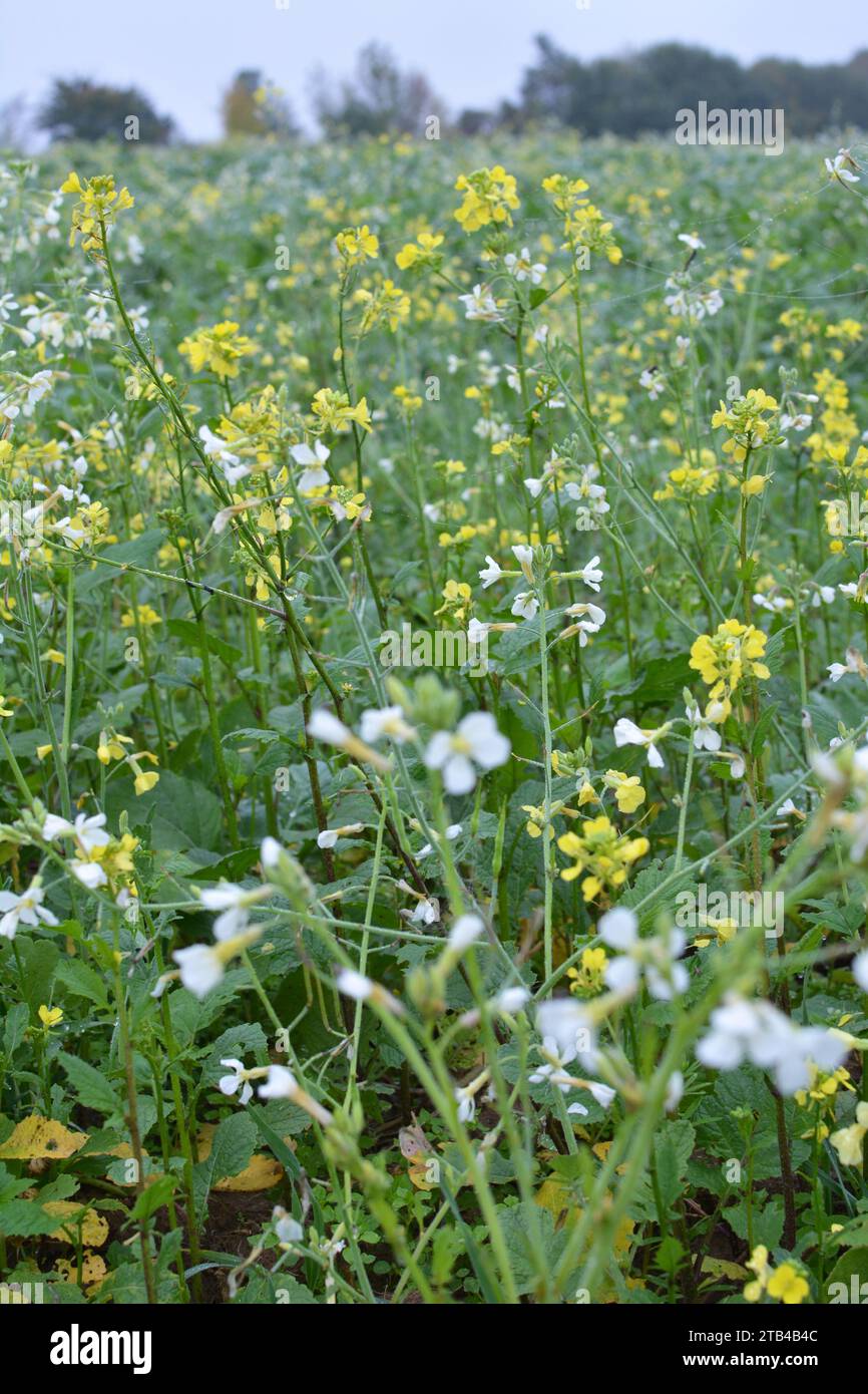 Soil vegetable garden mustard hi-res stock photography and images - Alamy