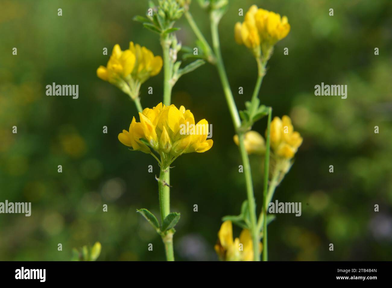 Alfalfa yellow sickle (Medicago falcata) blooms in nature Stock Photo ...