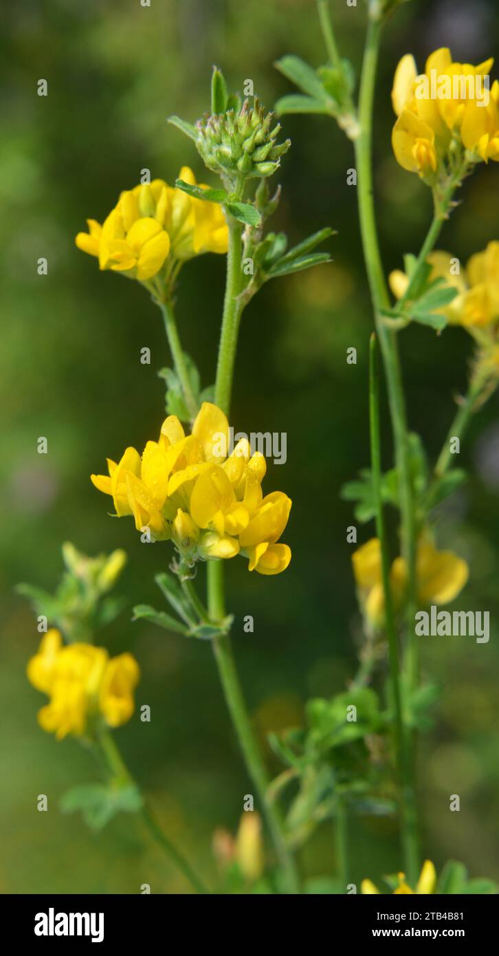 Sickle medick yellow medick hi-res stock photography and images - Alamy