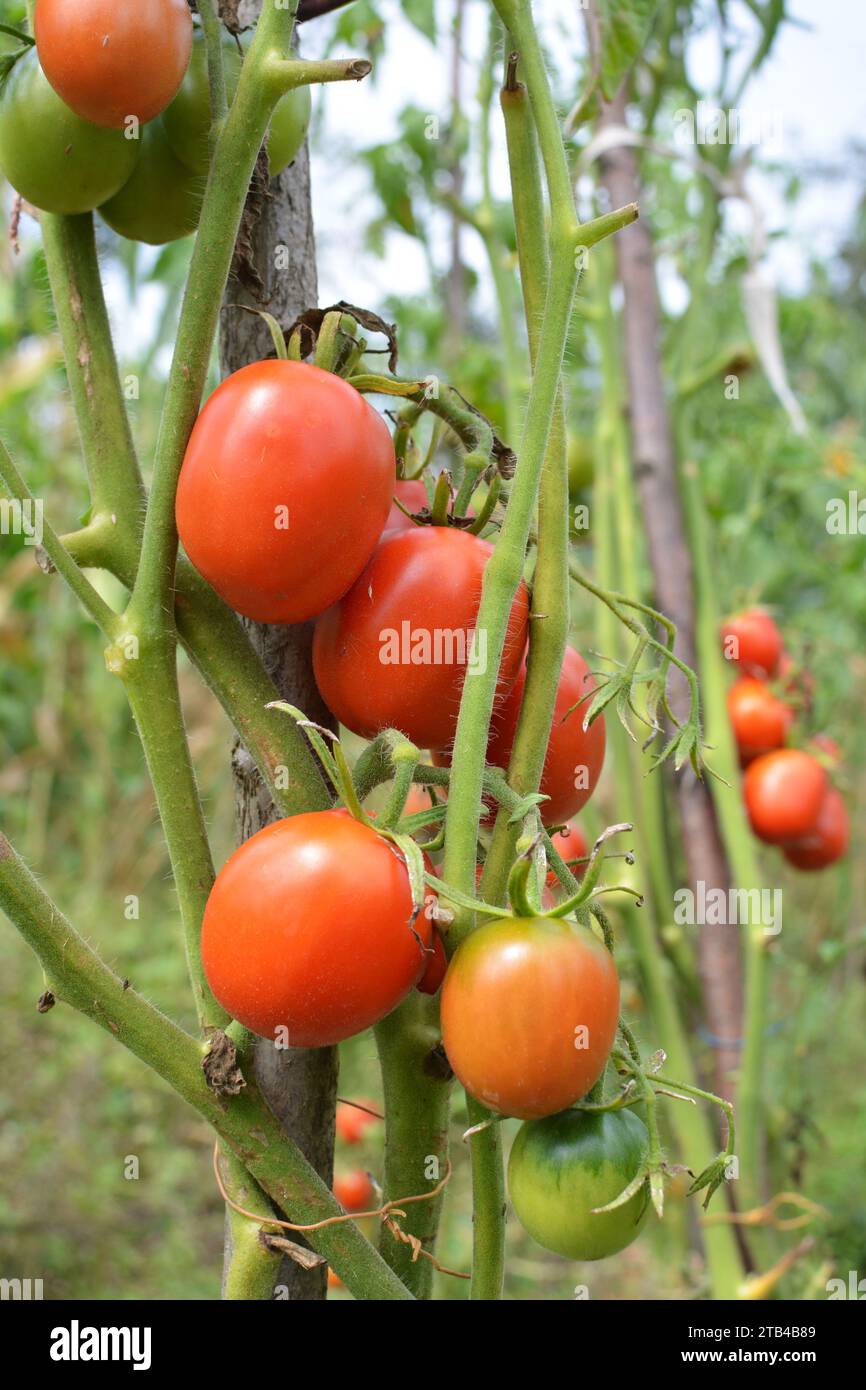 Stem in soil hi-res stock photography and images - Alamy