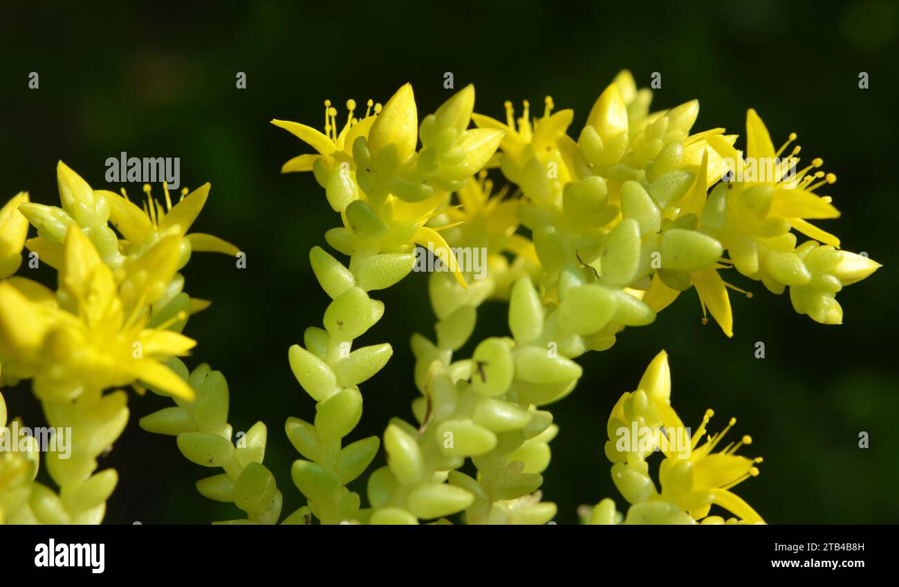 In the wild stonecrop (Sedum acre) grows on rocky soils Stock Photo - Alamy