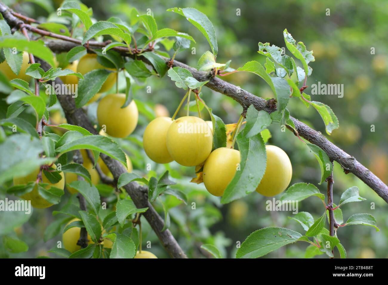 On the branches of the tree ripen fruits of plums (Prunus cerasifera ...