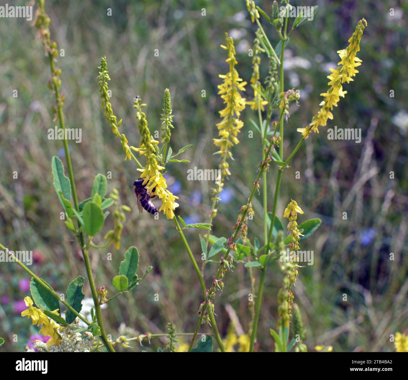 Melilot yellow (Melilotus officinalis) blooms in the wild in summer ...