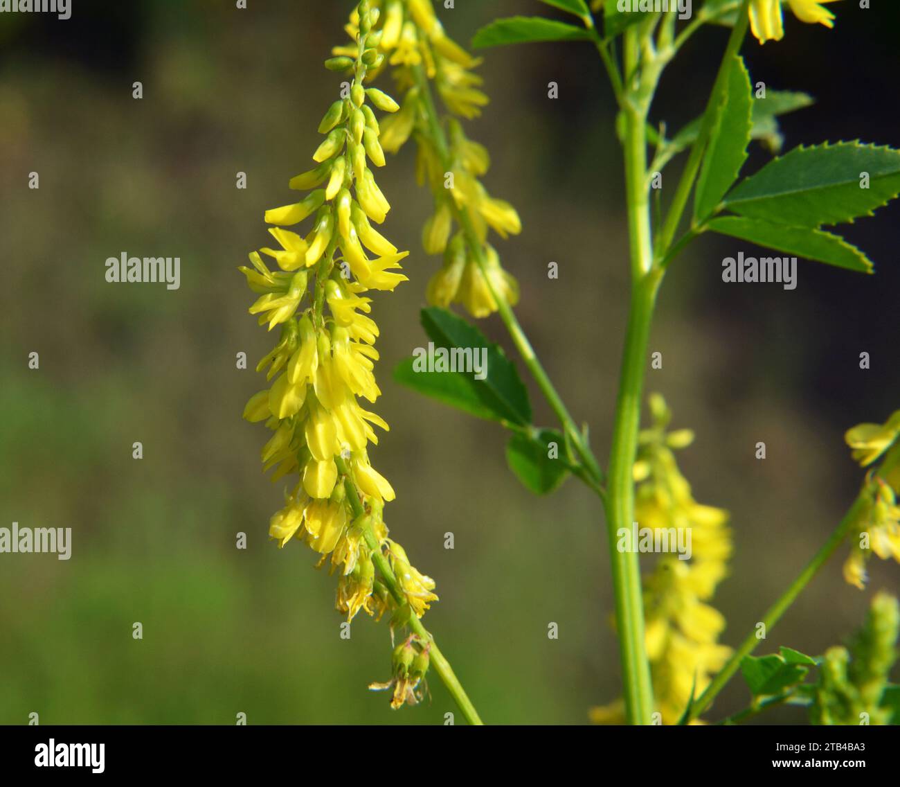 Melilot yellow (Melilotus officinalis) blooms in the wild in summer ...