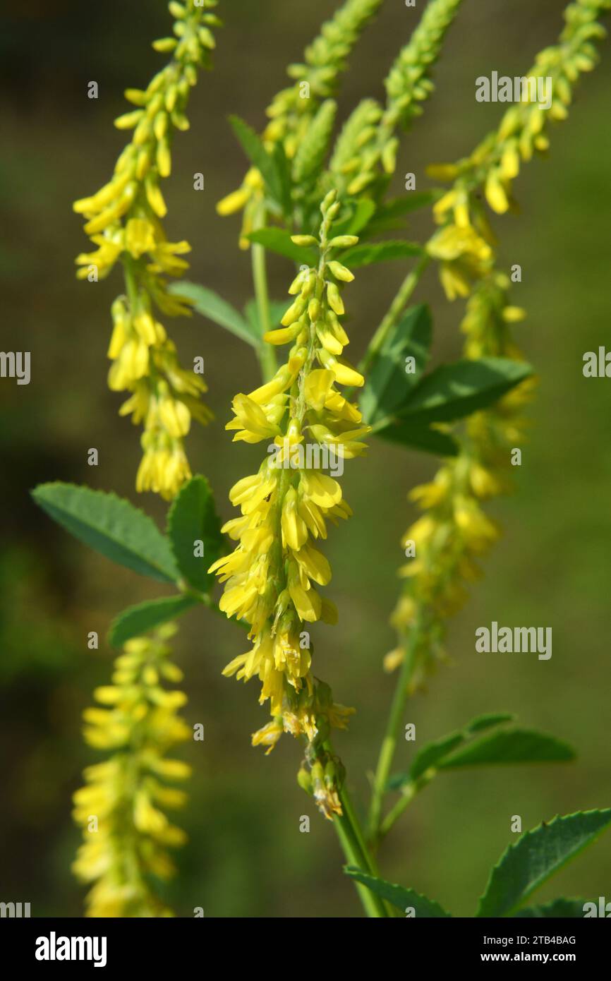 Melilotus officinalis hi-res stock photography and images - Alamy