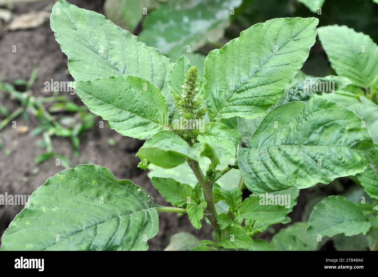 In nature, in the field, like a weed, grows common amaranthus Stock ...