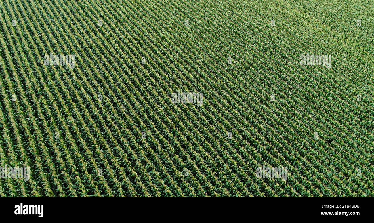 Drone shot corn field row hi-res stock photography and images - Alamy