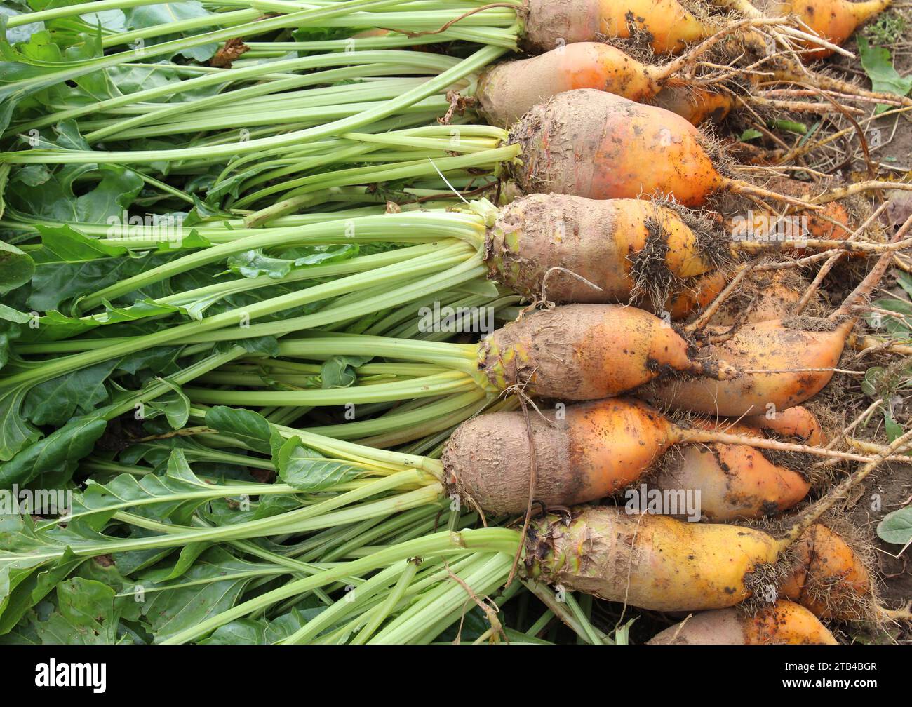In the field on the pile dug out are fodder beets Stock Photo - Alamy