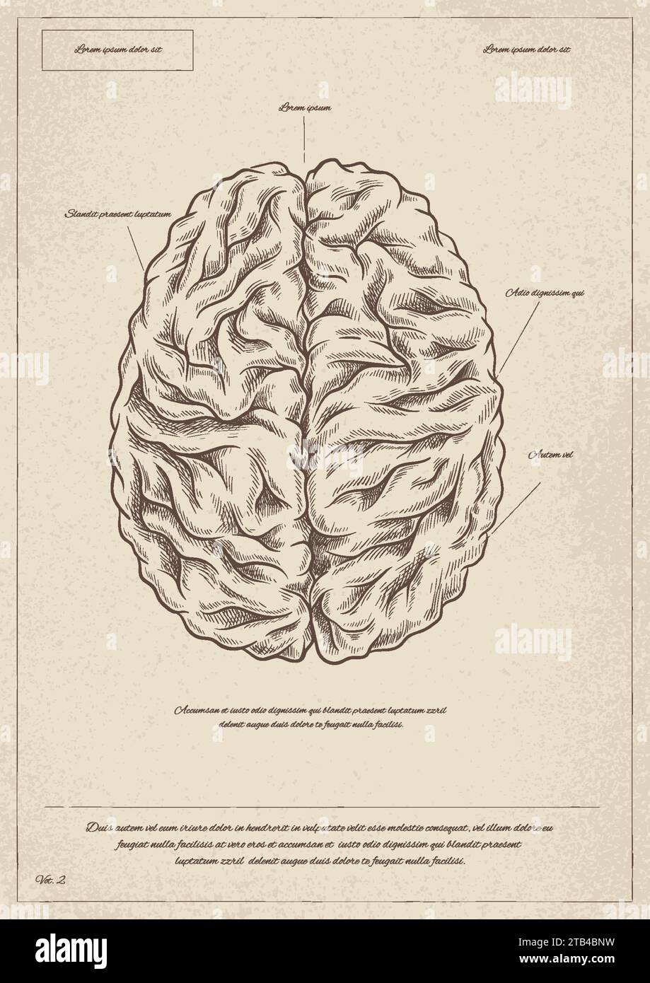 Medical vintage poster with brain vector Stock Vector Image & Art - Alamy