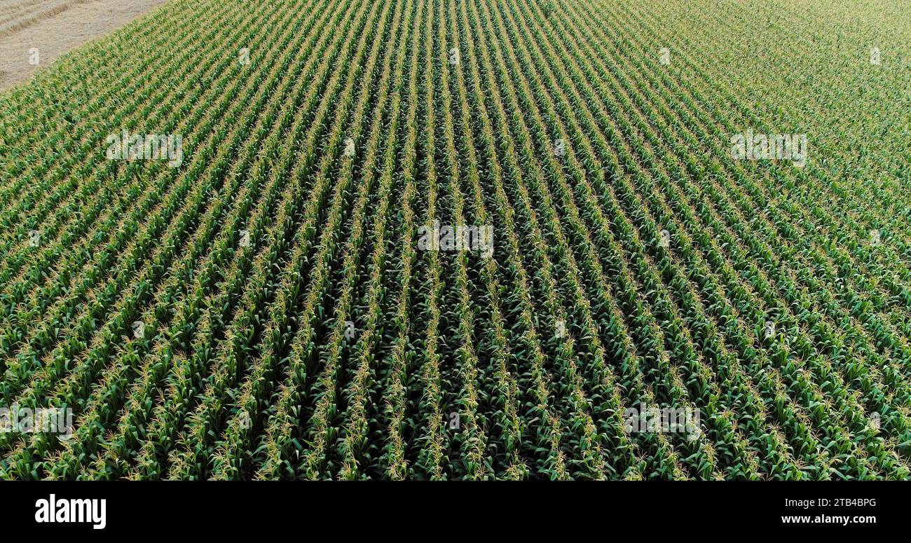 Drone shot corn field row hi-res stock photography and images - Alamy