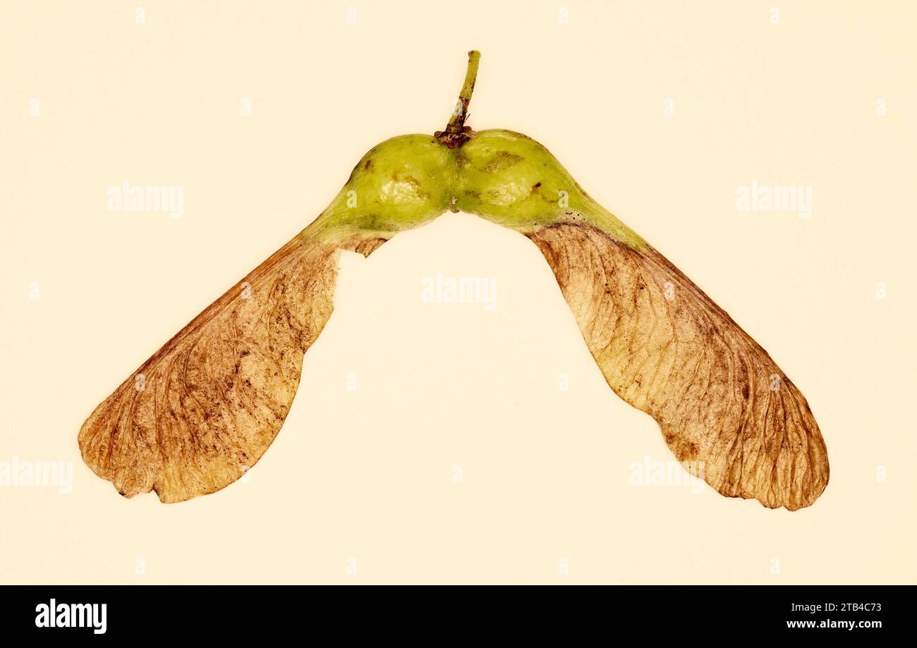 Acer pseudoplatanus 'Sycamore' - SEEDS Stock Photo - Alamy