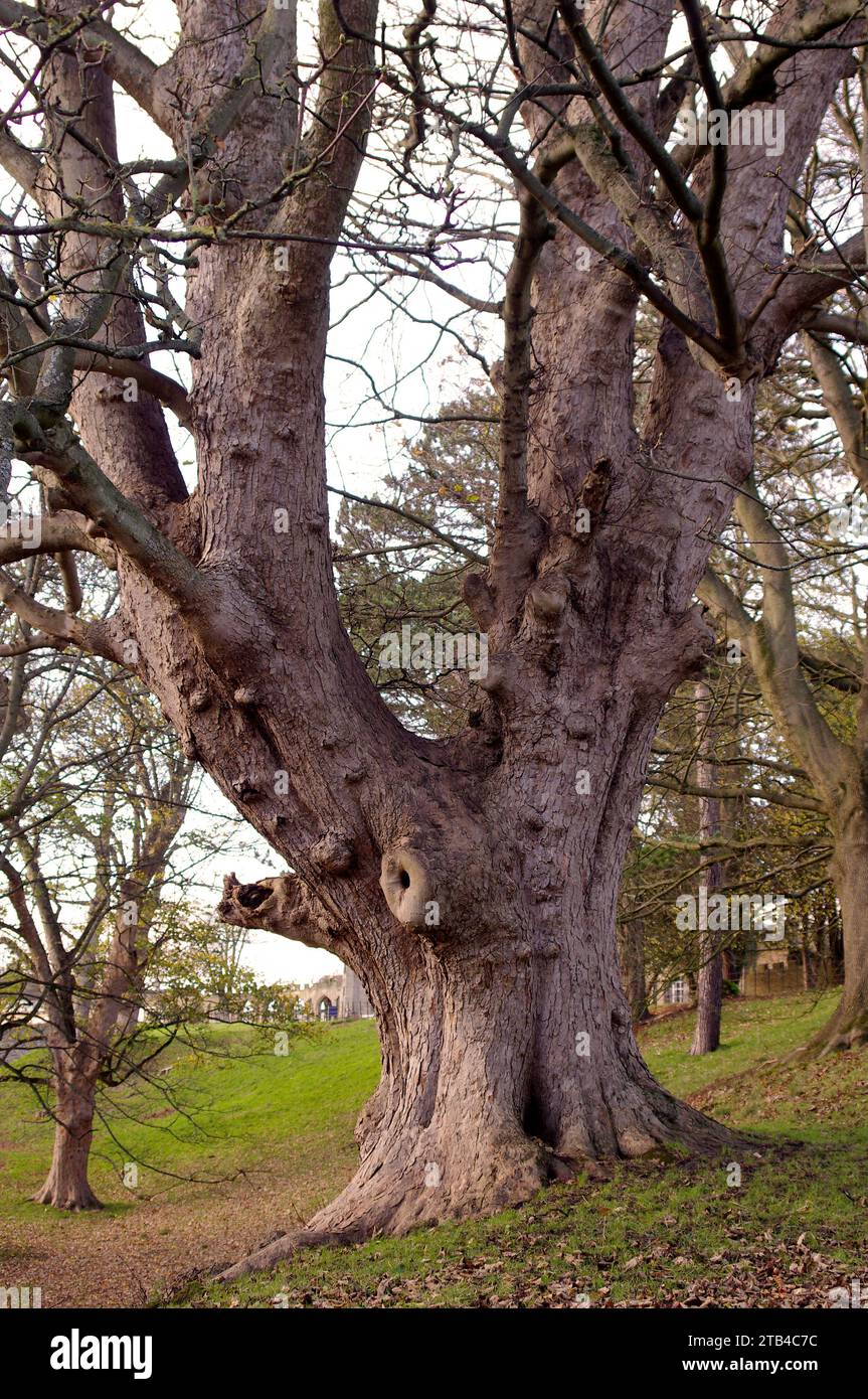 Acer pseudoplatanus 'Sycamore' - WINTER Stock Photo - Alamy