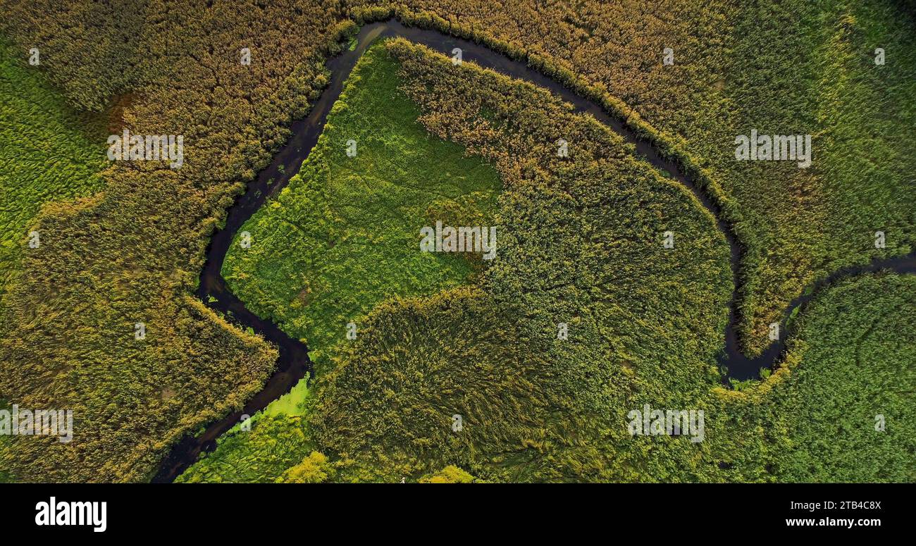 Cinematic shot wild green forest hi-res stock photography and images ...