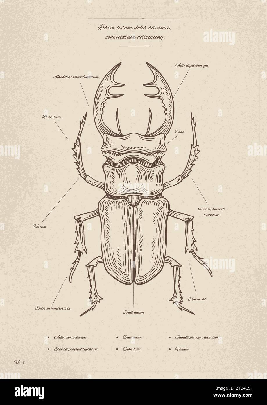 Vintage insect poster vector Stock Vector Image & Art - Alamy