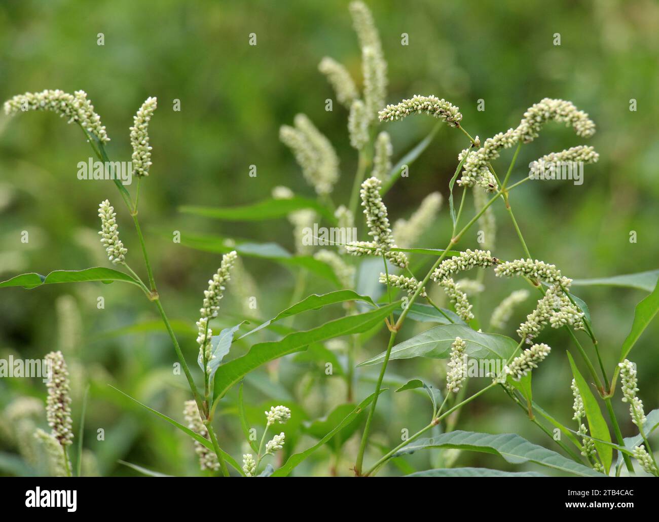 Weed Persicaria lapathifolia grows in a field among agricultural crops ...