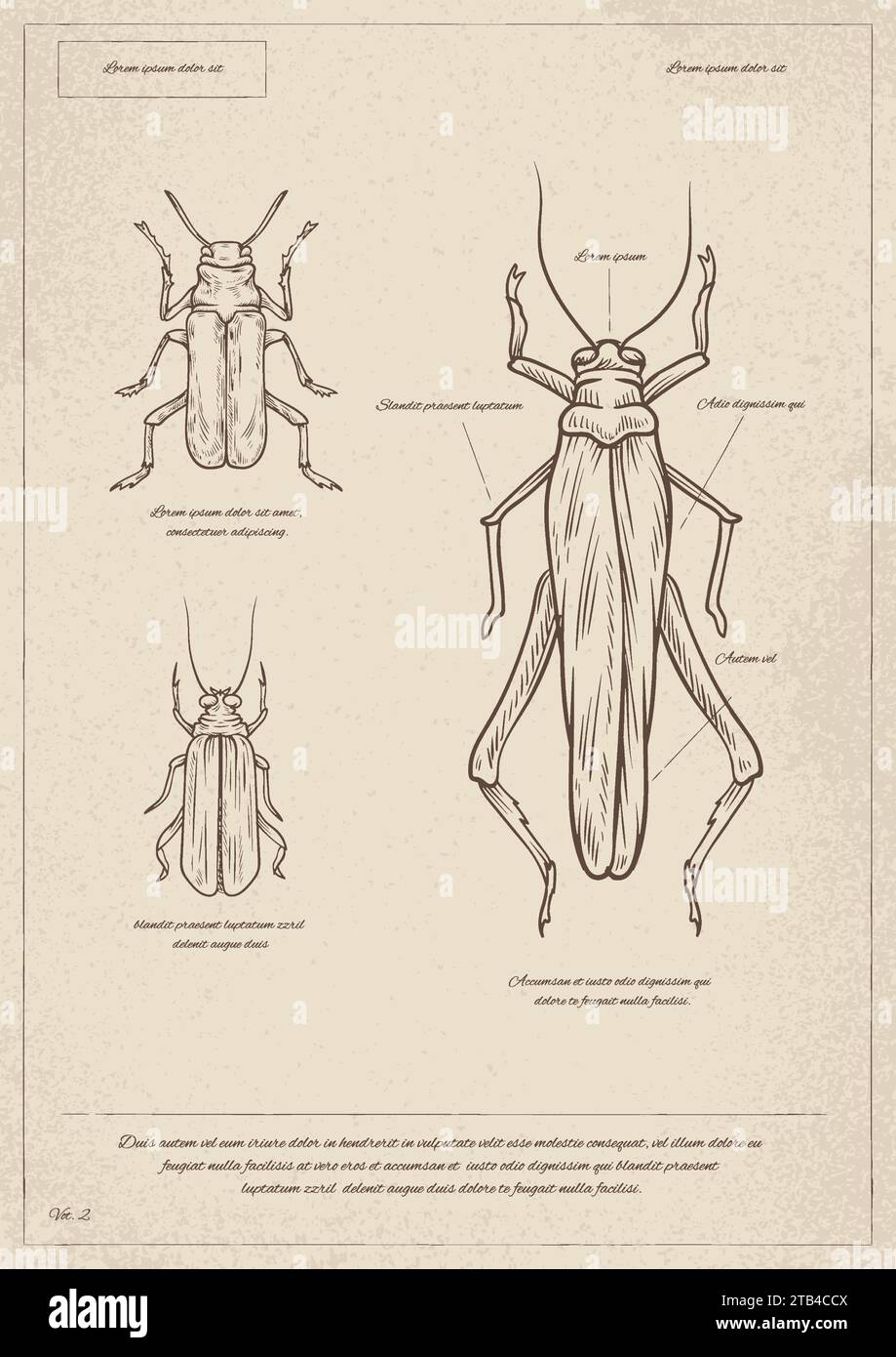 Vintage insect poster vector Stock Vector Image & Art - Alamy