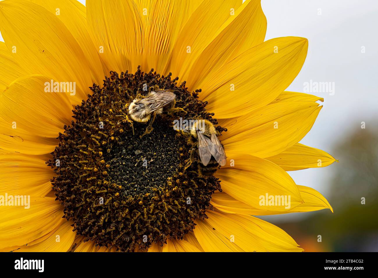 Two bumble bees sitting hi-res stock photography and images - Alamy