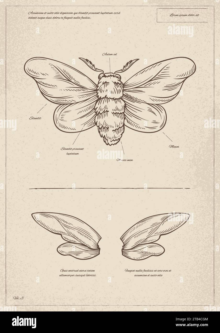 Vintage insect poster vector Stock Vector Image & Art - Alamy