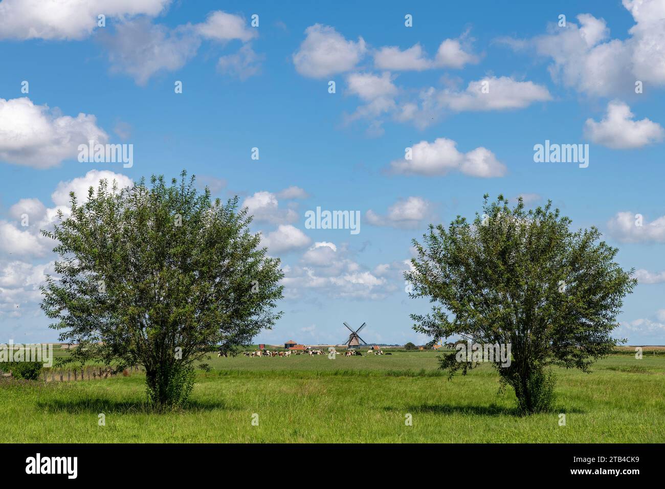 Panoramic view of typical Dutch meadowland landscape with cows ...