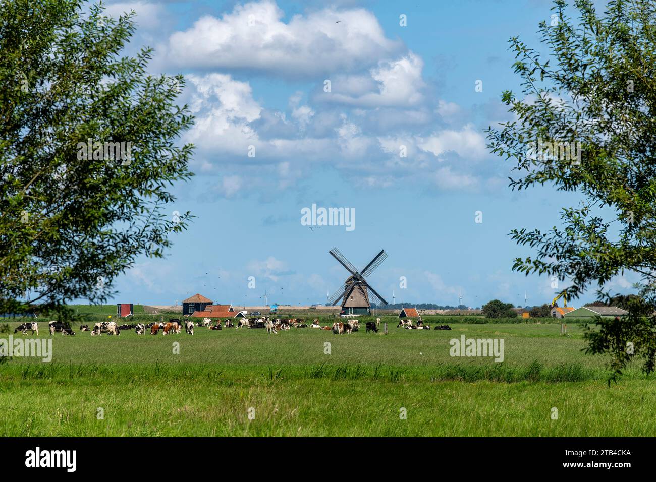 Panoramic view of typical Dutch meadowland landscape with cows ...