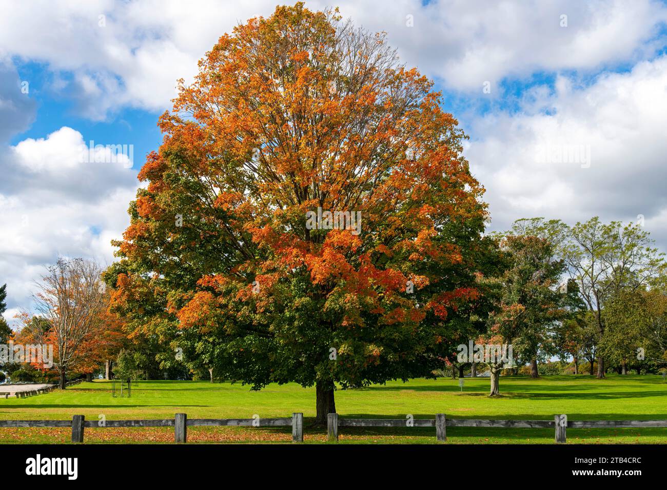 Single large maple tree in a park changing colors from green to yellow ...