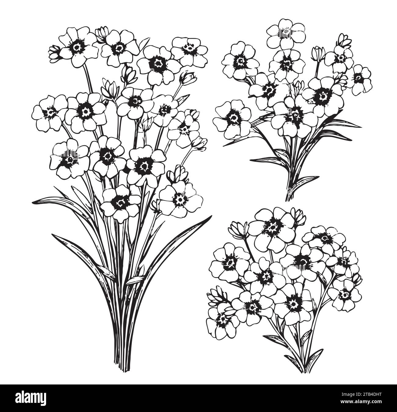 Forget-me-not flowers vector illustration isolated on white background ...