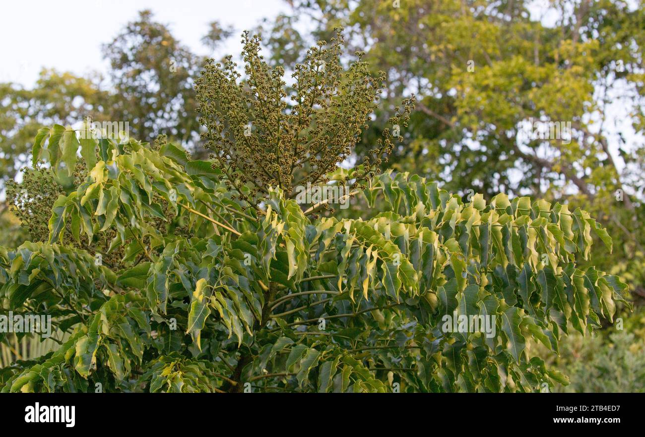 A photo of Ailanthus, the tree of heaven Stock Photo - Alamy