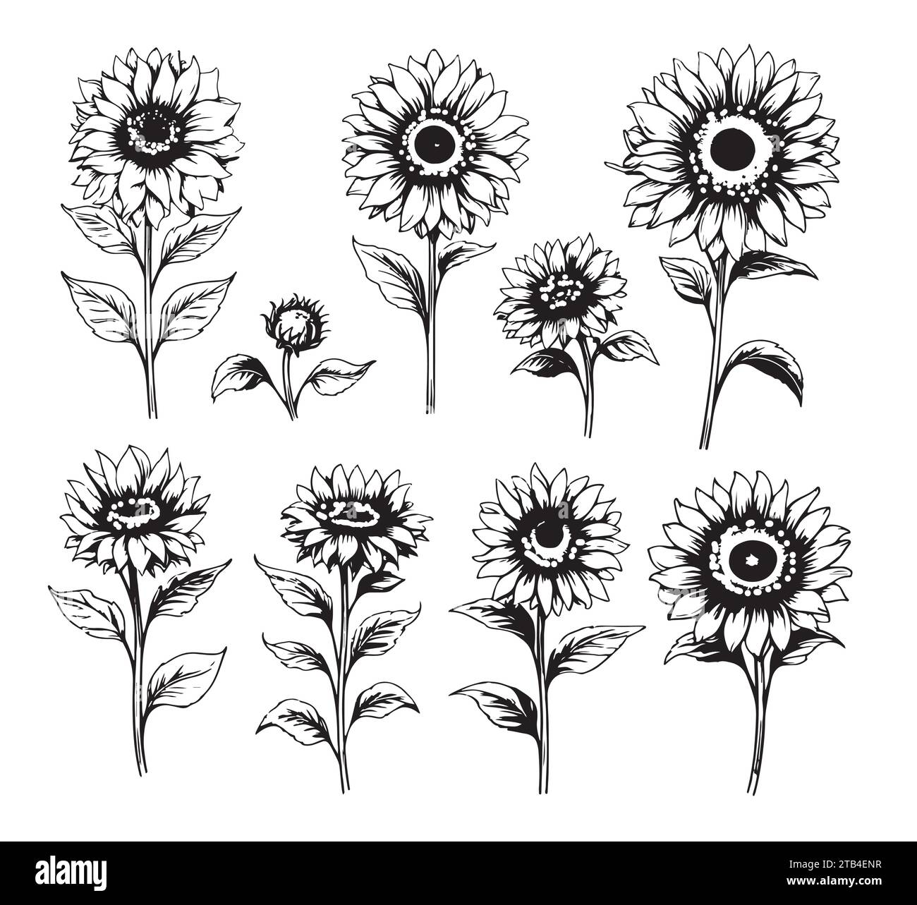 Sunflower hand drawn vector set. Floral sketch. Black and white clipart ...