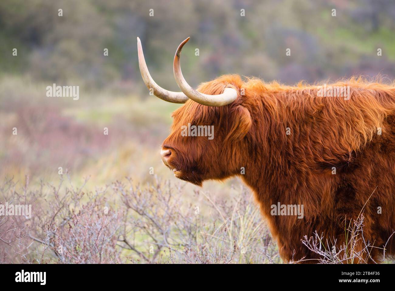 Scottish highland cattle, cow in the countryside, bull with horns on a ...