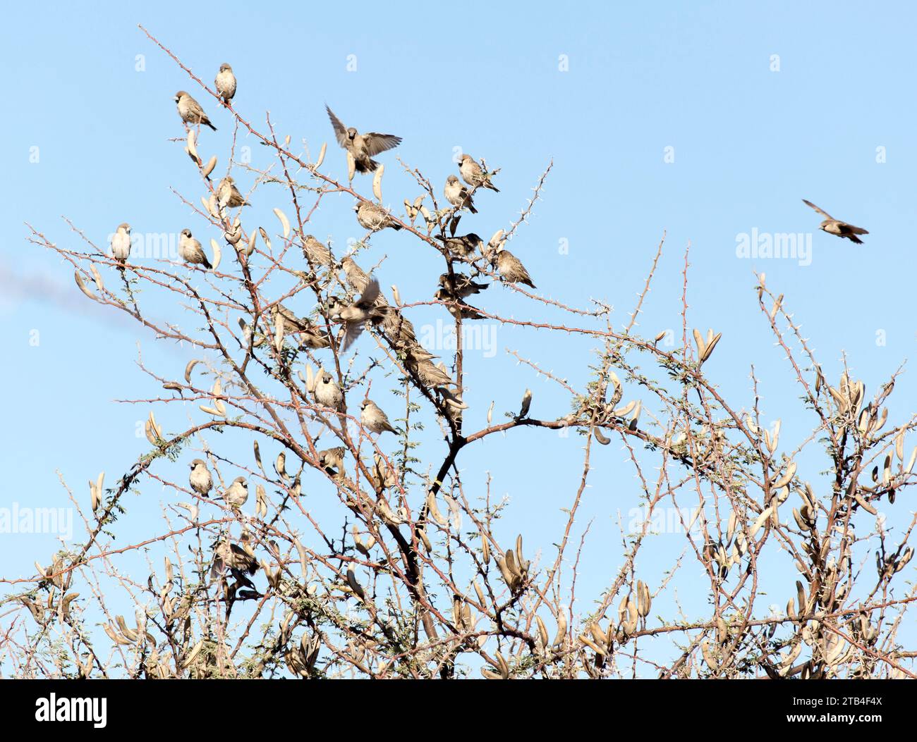 Photo of Sociable weaver birds in Namibia Stock Photo - Alamy