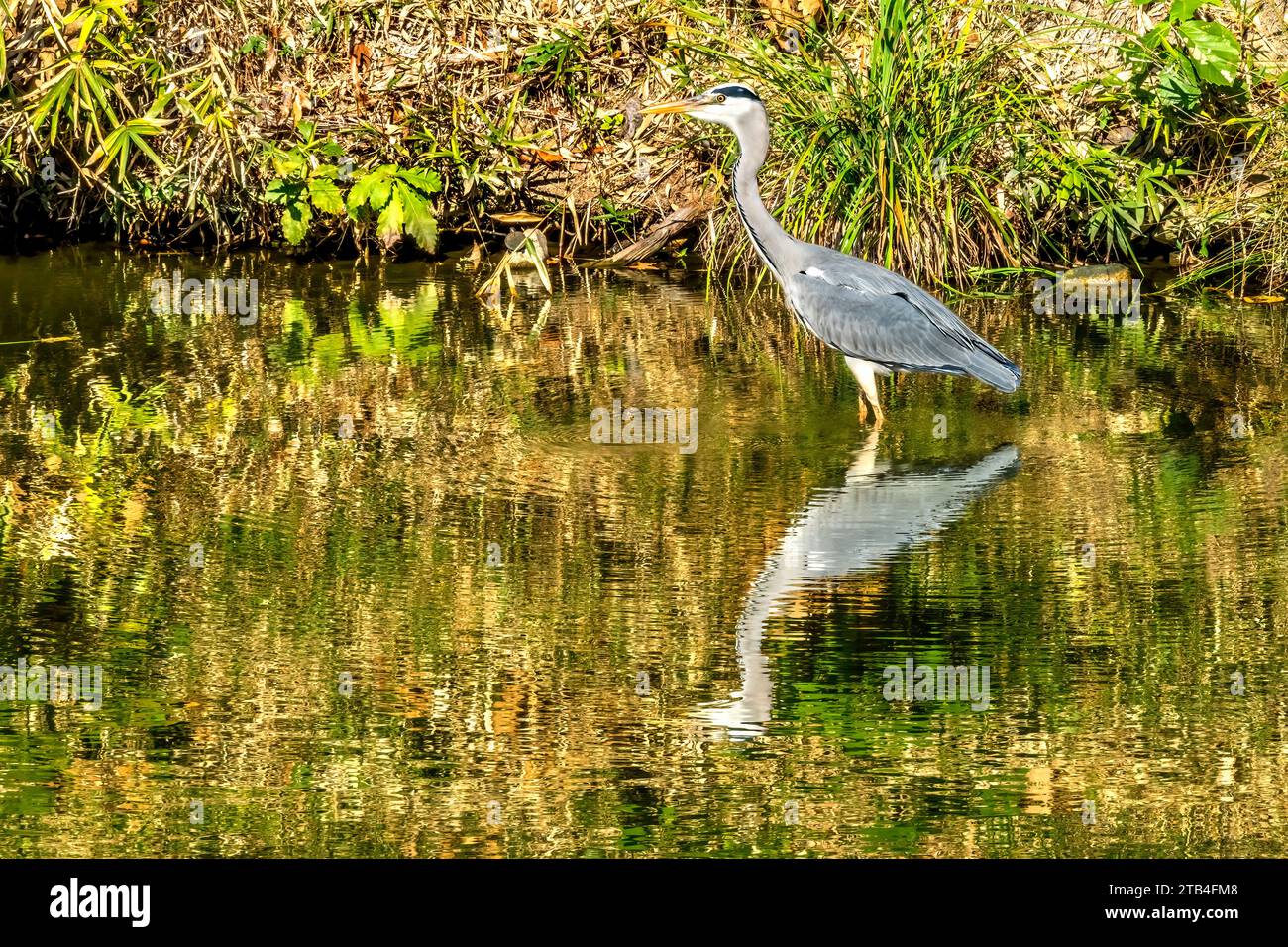 Grey Heron Ardea cinerea Furuichi kofungun Water reflection Burial ...