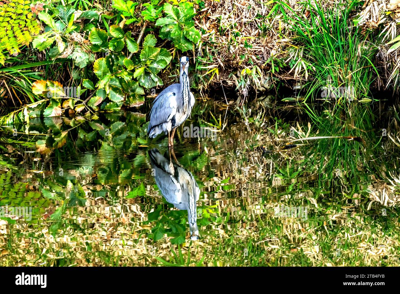 Grey Heron Ardea cinerea Furuichi kofungun Water reflection Burial ...
