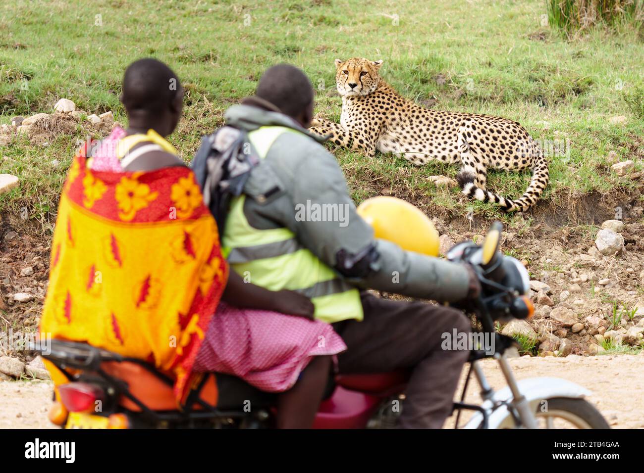A large male cheetah stares at a motorcycle with two Kenyan's driving ...