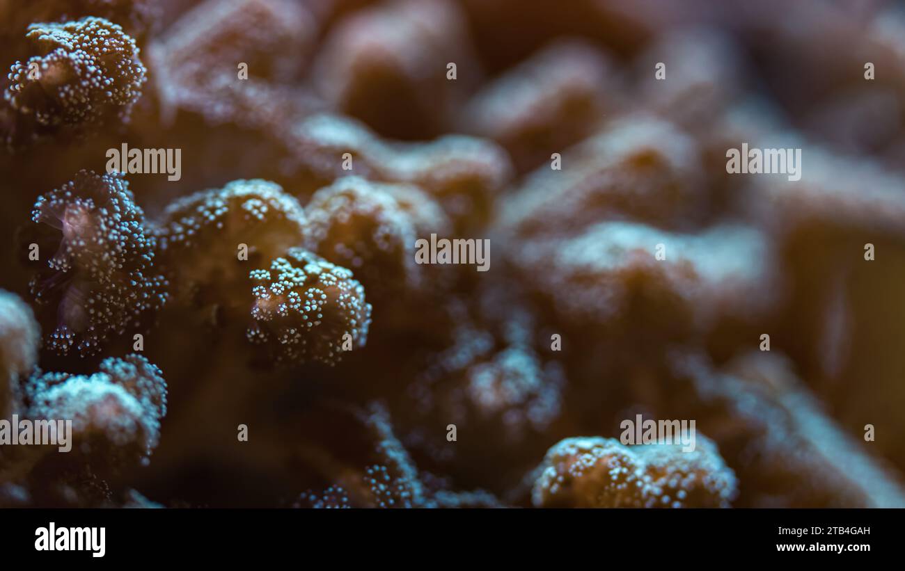 Underwater photo, close up of coral emitting fluorescent light ...