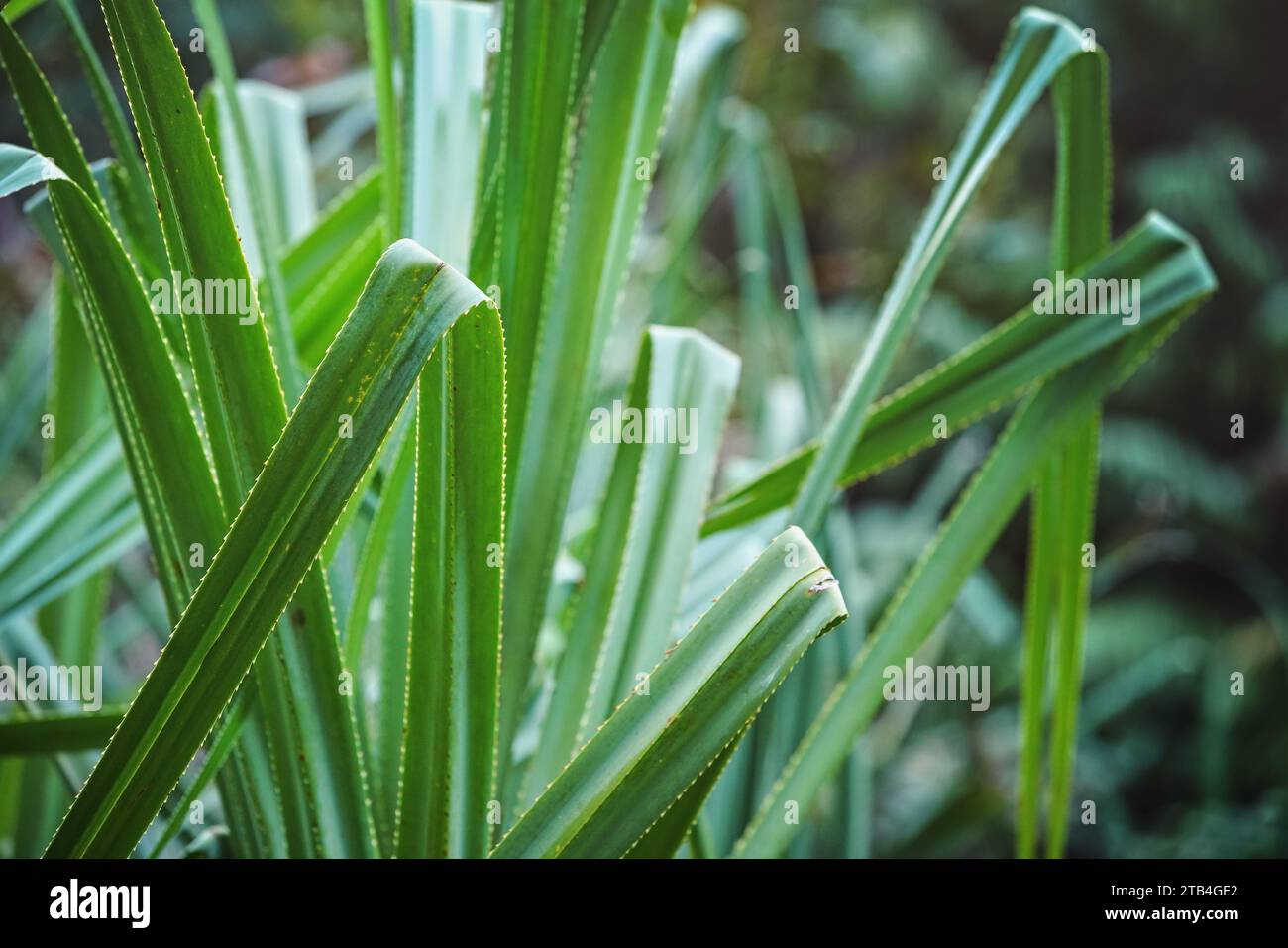 African rainforest jungle in Isalo park, close detail to wet green plants blades Stock Photo - Alamy