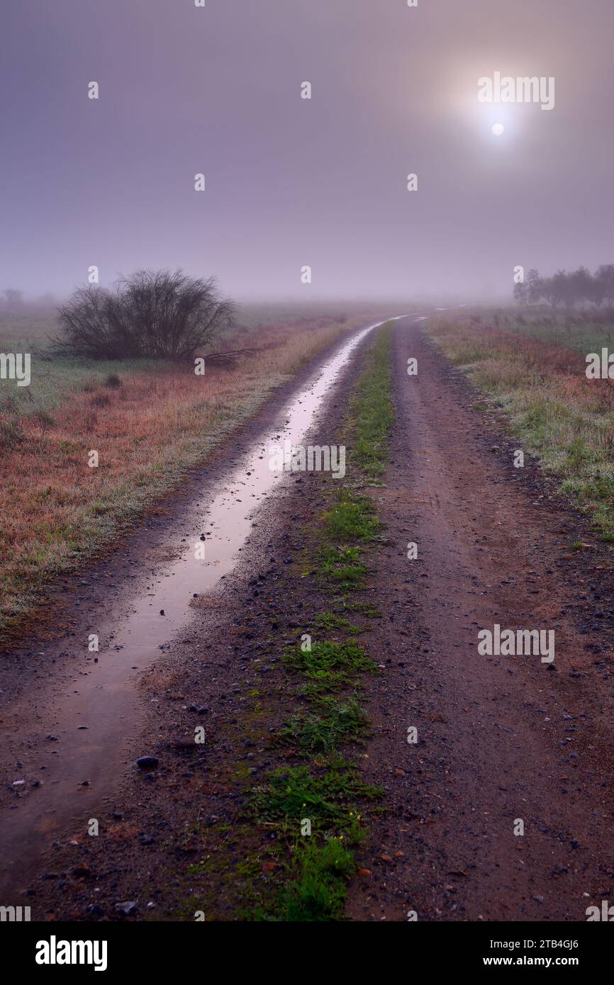 A path with puddled water on a foggy day where you can see the sun ...
