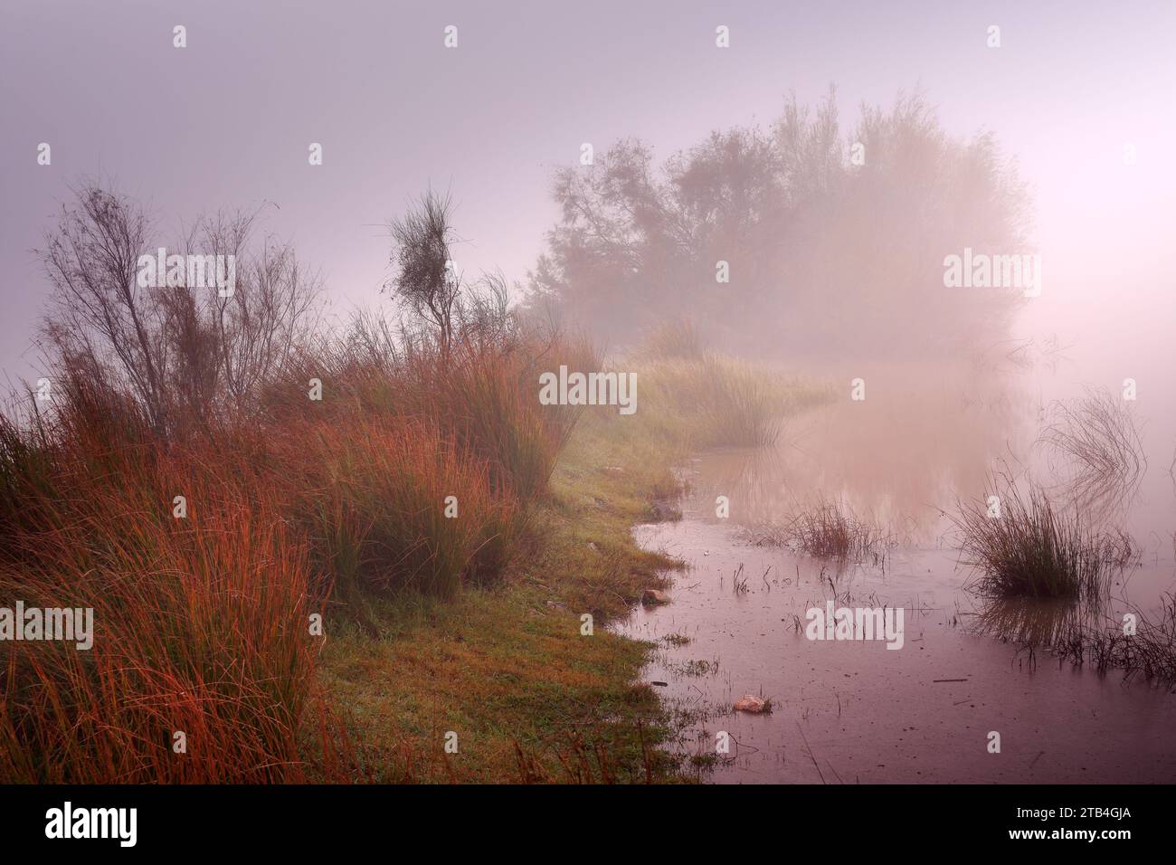 A stretch of shore of a swamp that is covered with thick fog Stock ...