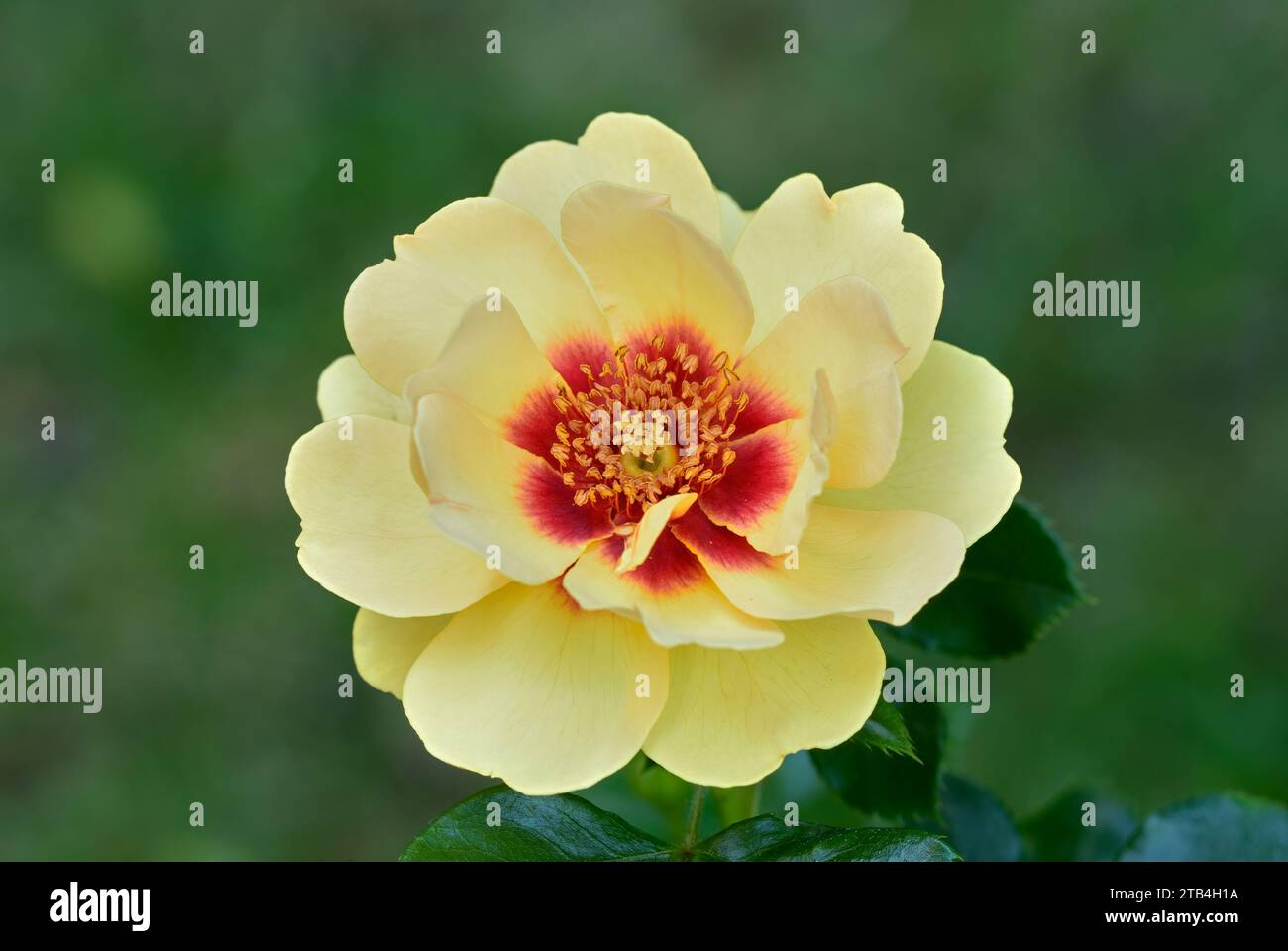 Red rose yellow center garden hi-res stock photography and images - Alamy