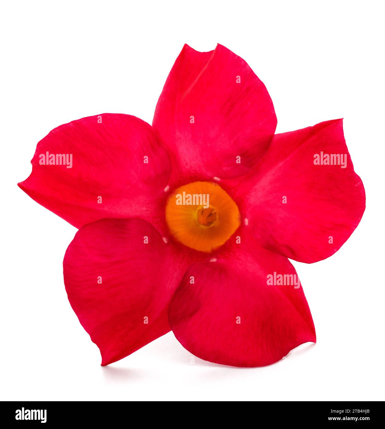 Red flower brazilian plant hi-res stock photography and images - Alamy