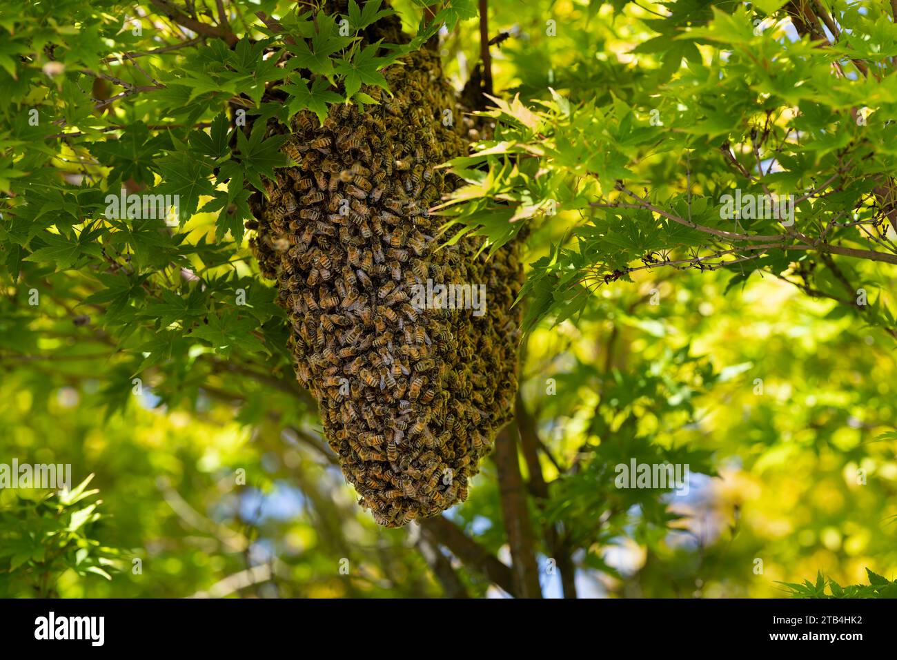 California insects hi-res stock photography and images - Alamy